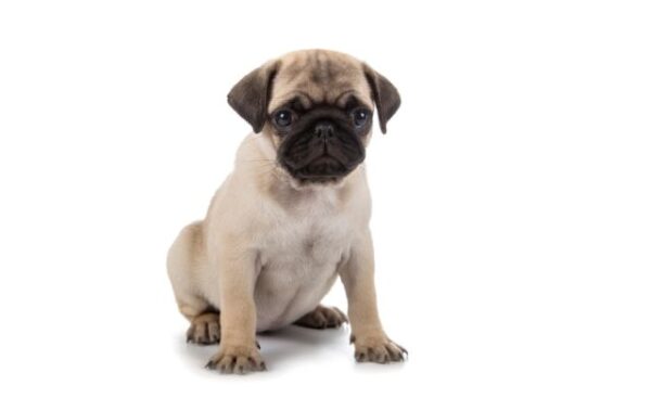 Mopshond | PerfecteHond.nl 💖