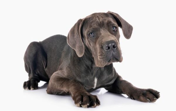 Deense dog | PerfecteHond.nl 💖